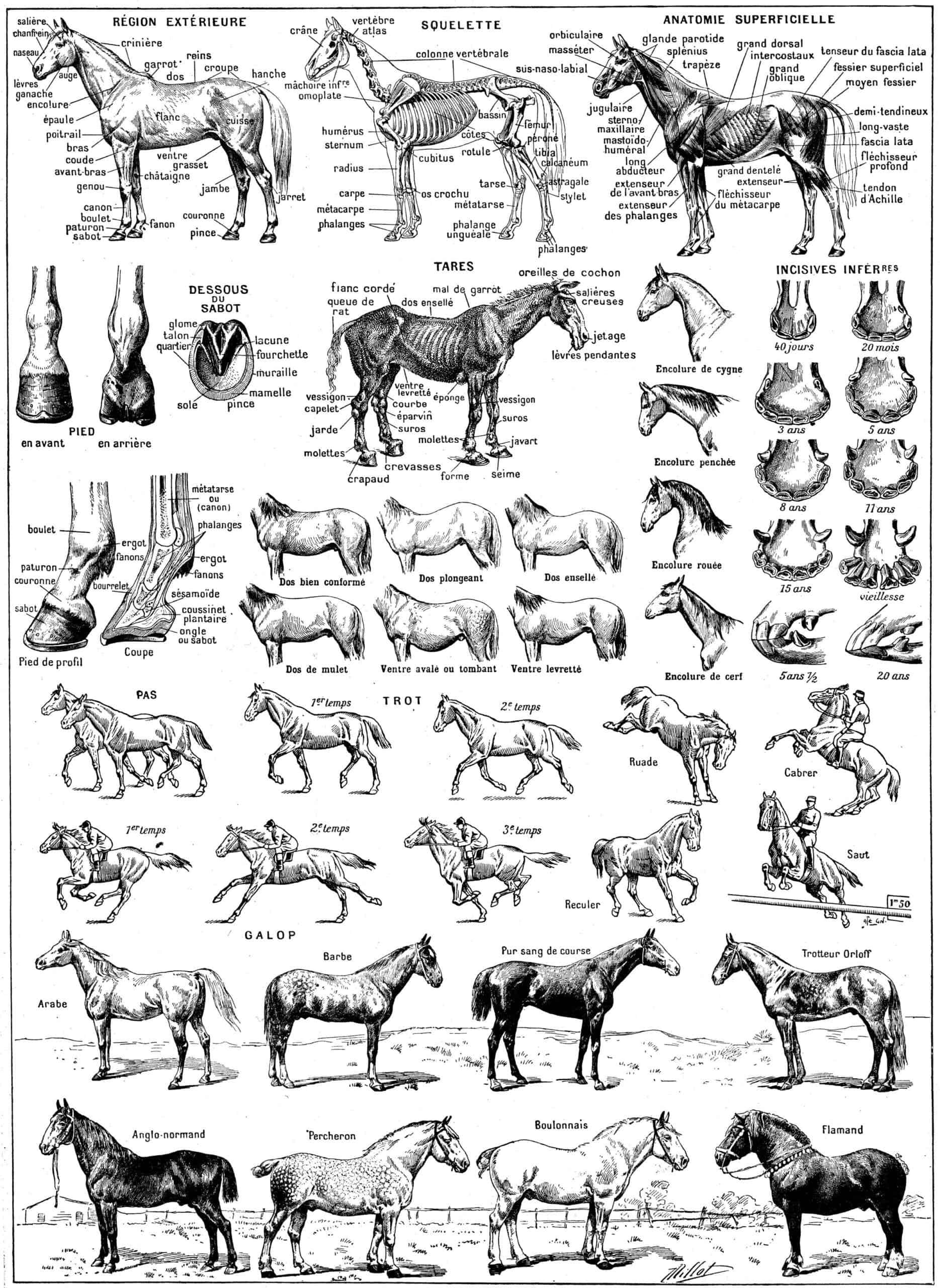 Guide de l’anatomie équine : os, muscles et organes