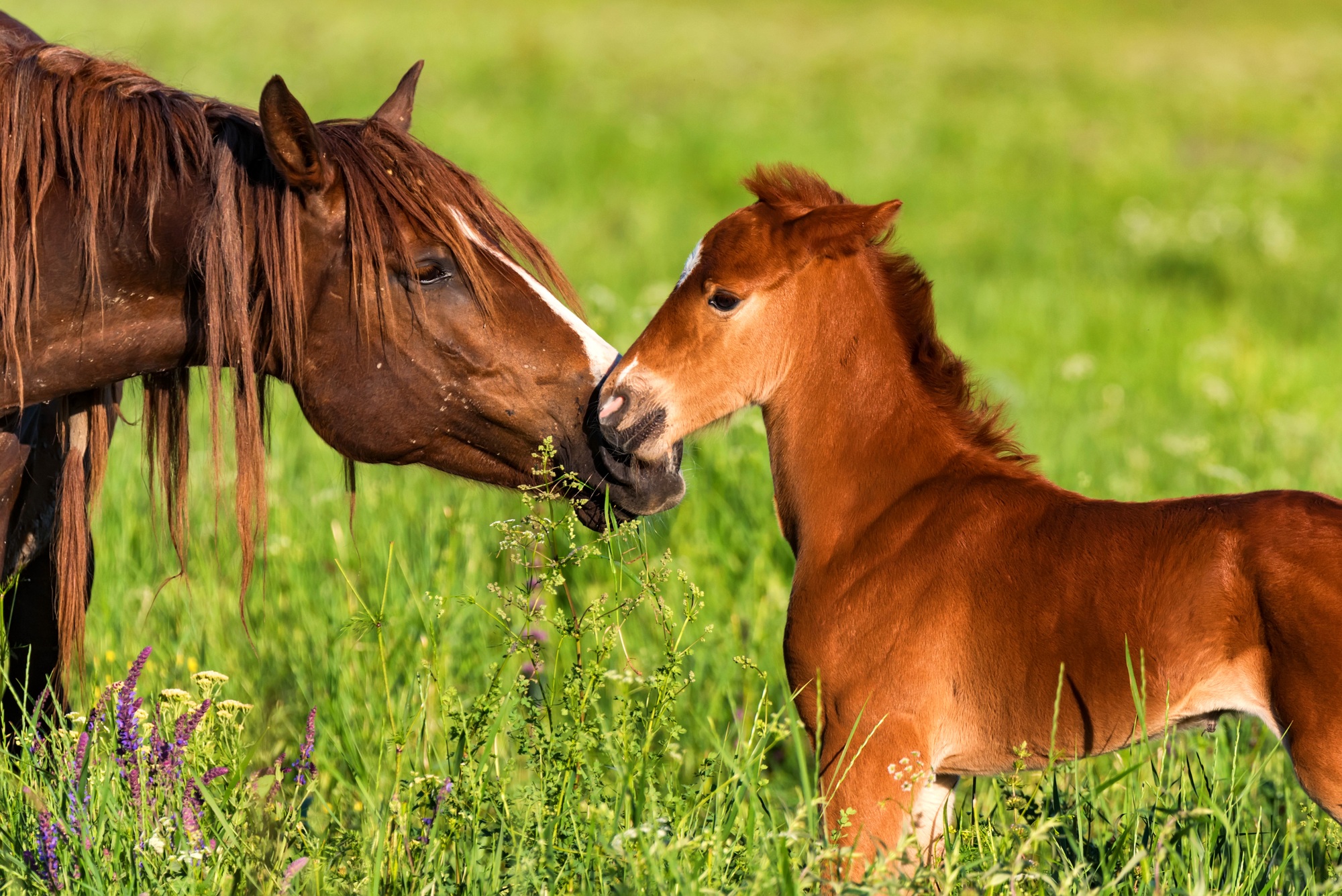 Gestation du cheval : guide [annee] [durée, étapes, soins]