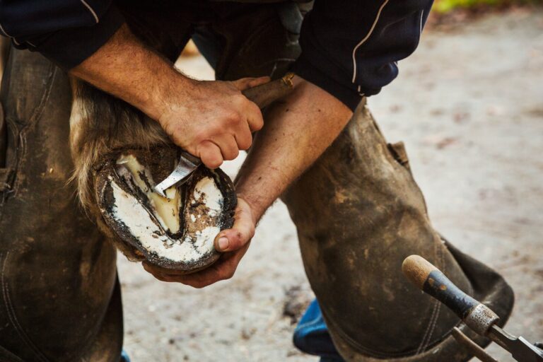 Sabot du cheval : anatomie, entretien et pathologies expliqués